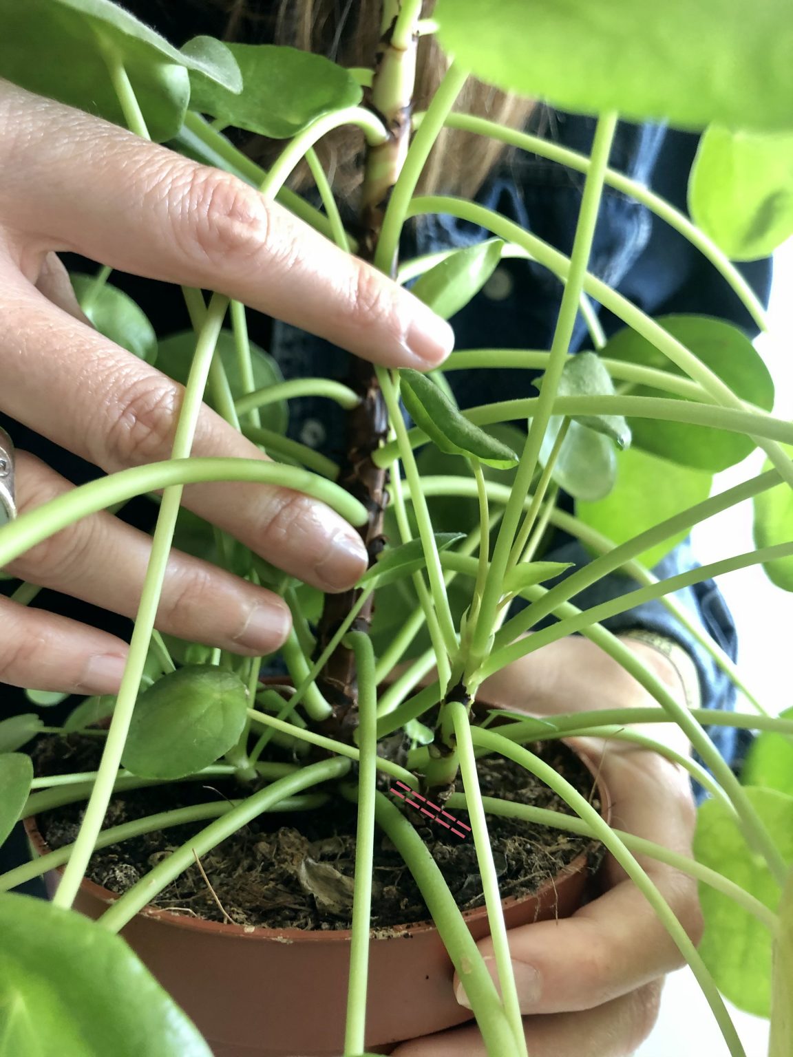 UNA TALEA COME CADEAUX: IL TREND DEL NATALE 2020!