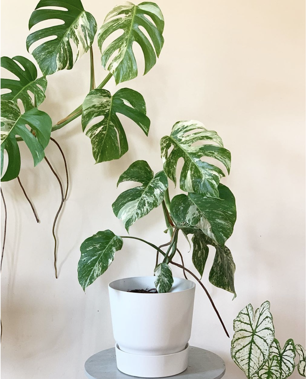 Vasi per piante da interno di design: la nostra selezione