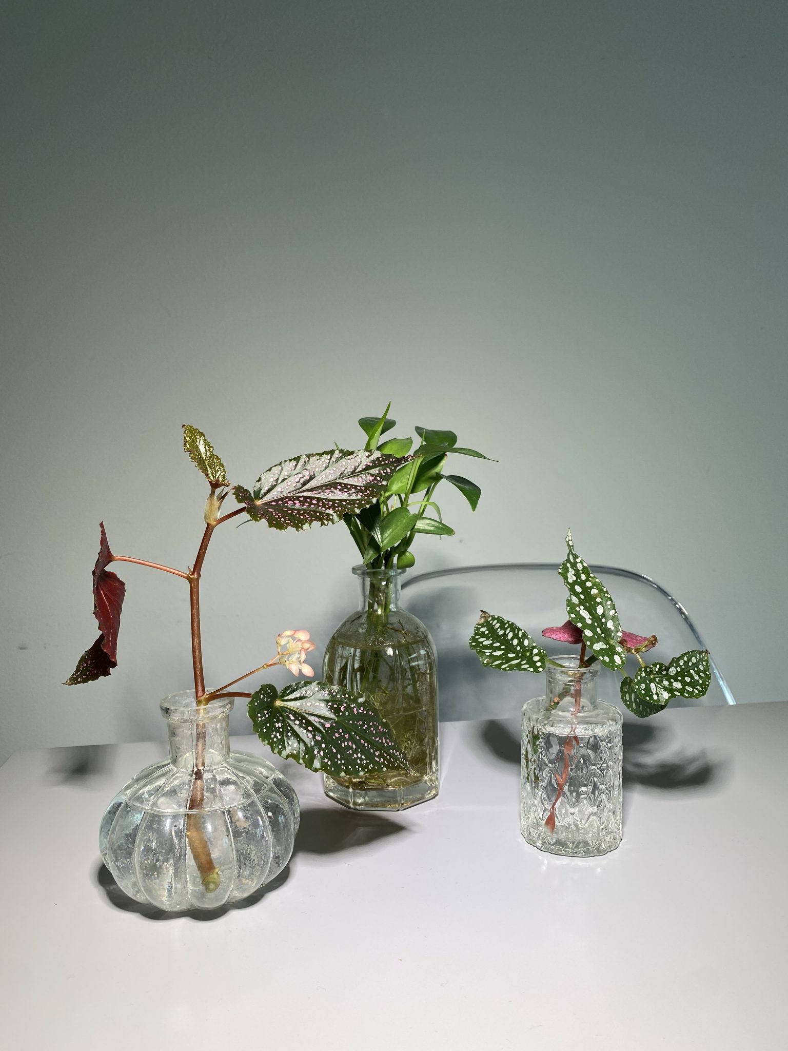 Talee di piante: un ottimo modo per arredare casa con il verde!